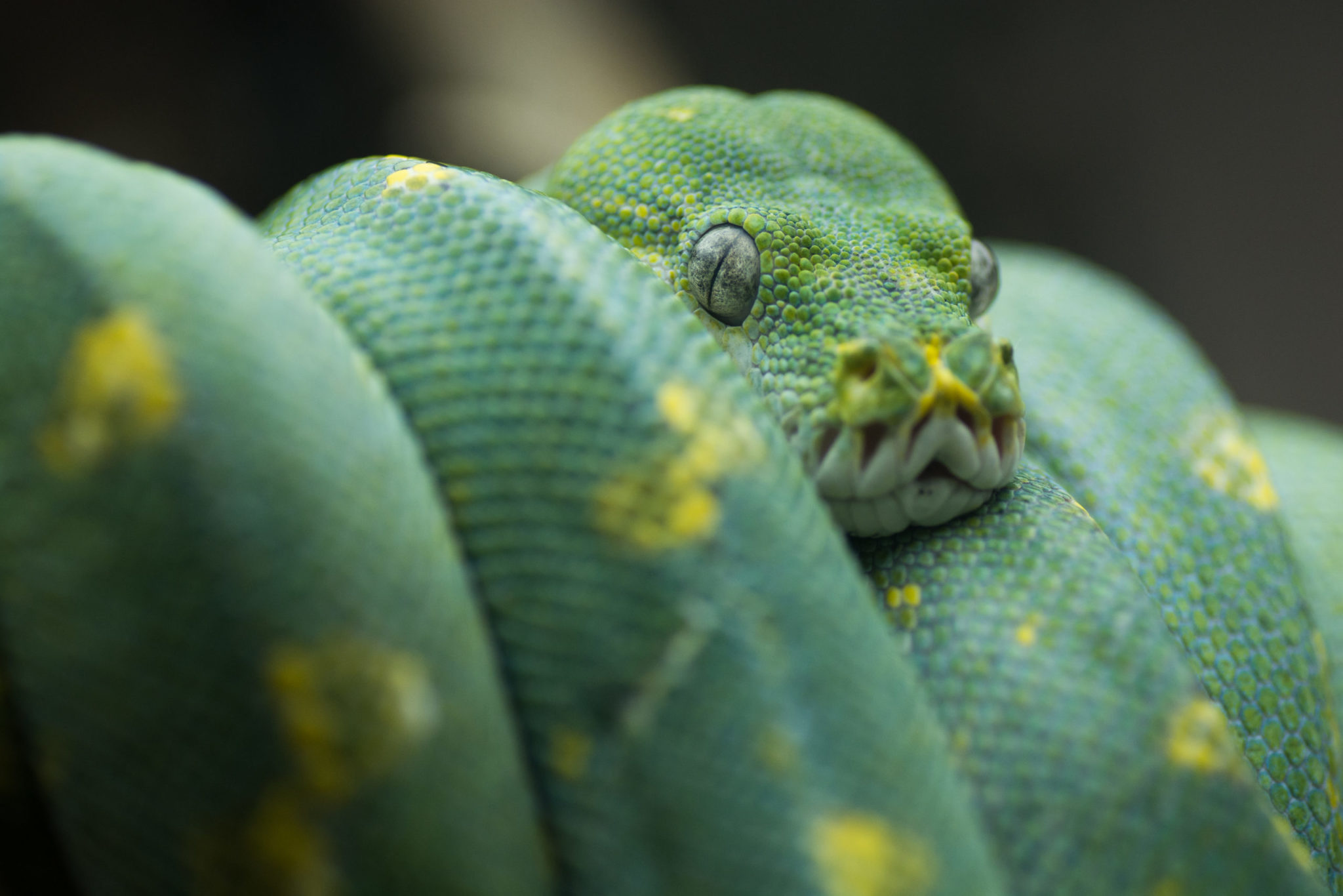 Micro Zoo, un zoo au coeur des remparts de Saint-Malo